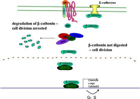 Role Of The Apc Protein In Cell Cycle Regulation Download Scientific Diagram