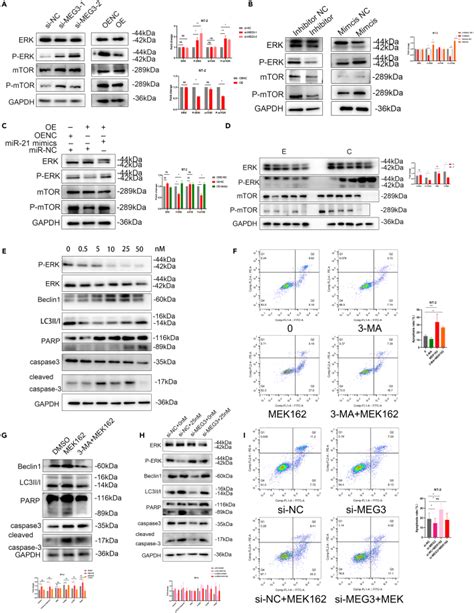 Possible Involvement Of A Meg3 Mir 21 Spry1 Nf κb Feedback Loop In
