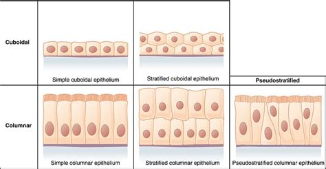 What Is The Difference Between Cuboidal And Columnar Cells Pediaa Com