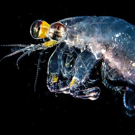 Pace Netcdf Satellite Images Kaggle