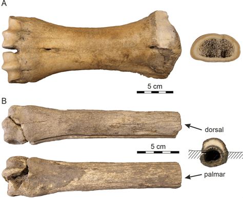 Analyzed Bones A The Metacarpus Of Bison Sp B The Metacarpus Of Download Scientific
