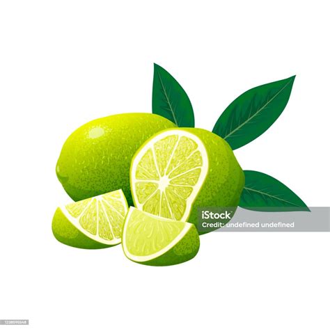 신선한 라임과 라임 슬라이스와 잎 벡터 일러스트레이션 0명에 대한 스톡 벡터 아트 및 기타 이미지 0명 3차원 형태 가득 찬 Istock