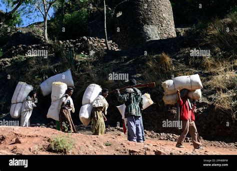 Ethiopians Carrying Bulky Packs Of Hay On Their Back And Heads On Their Way To The Market Near
