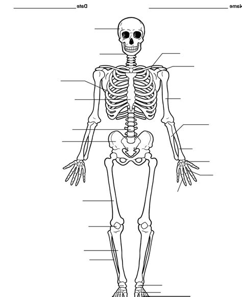 Biology Test 7 Human Skeleton Part 1 Diagram Quizlet