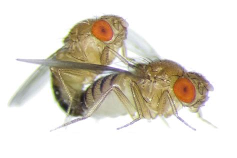 Frisky Female Fruit Flies Become More Aggressive After Sex Neuroscience News