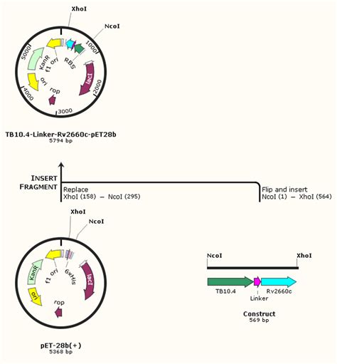 Schematic Representation Of The Designed Fusion Protein Construct And Download Scientific