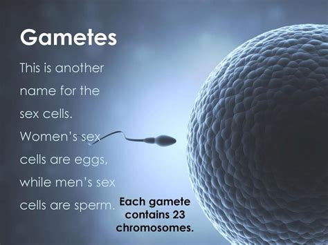 Reproduction Ppt Download Reproduction Ppt Download