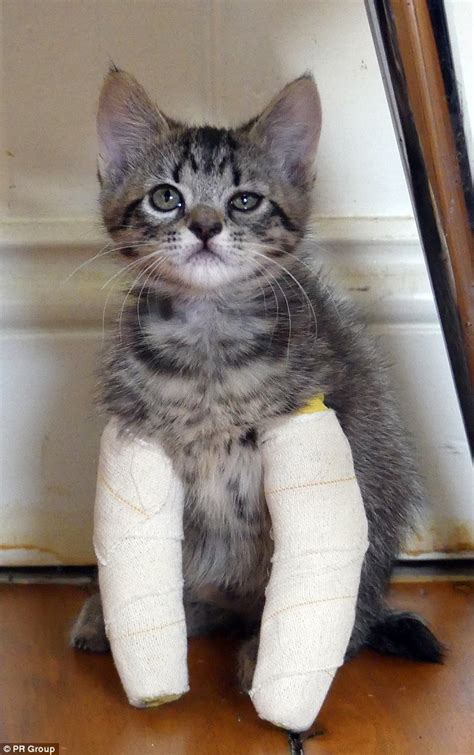 Kittens Born With Leg Deformities To Mum With Feline Hiv Need A Lot Of Special Care Daily Mail