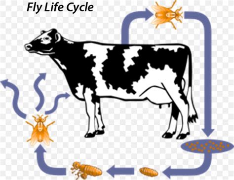 Dairy Cow Life Cycle All About Cow Photos