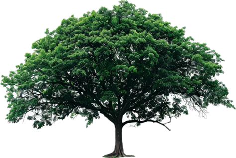 Page 2 Tree Architecture Pngs For Free Download