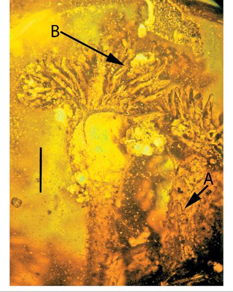 Figure 1 From Reinterpretation Of The Mid Cretaceous Fossil Flower Endobeuthos Paleosum As A