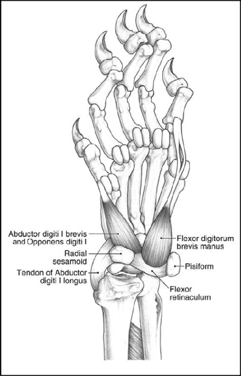 Skeletal And Muscular Structure Of The Red Panda S Paw Reproduced From