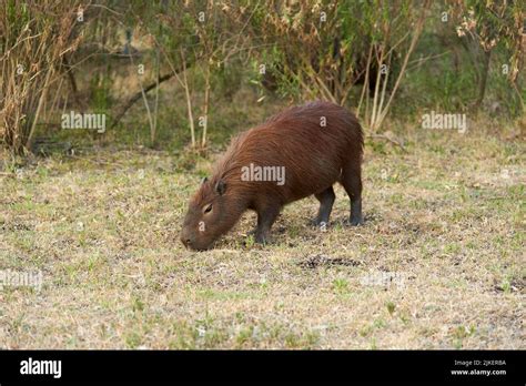 Capybara Hydrochoerus Hydrochaeris Largest Living Rodent Native To