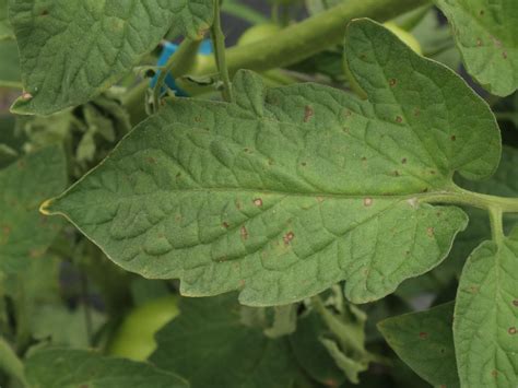 Tomato Tomato X0gzx Roboflow Universe