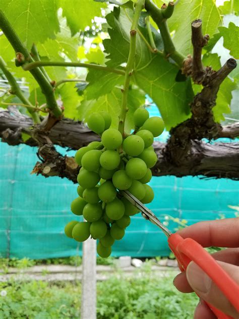 葡萄の摘粒 果王園
