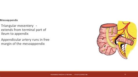 Peritoneum