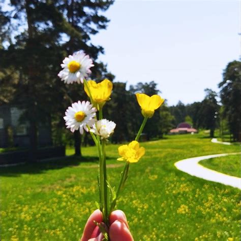 კურორტი მანგლისი