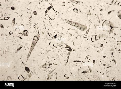 Portland Naturstein Roach Poliert Um Einen Fossilen Multimediainhalte