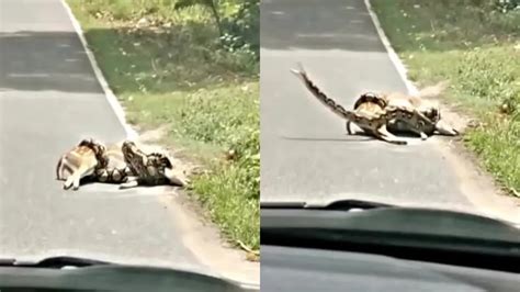 Fawn Gets New Life After Couple Fights Huge Python To Rescue It Watch