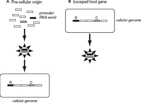 Virus Evolution Basicmedical Key
