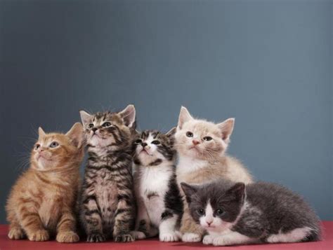 Todo Sobre Los Gatos Cu Ntos Gatos Hay En El Mundo Entero Y Qu Pa S