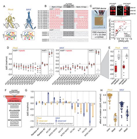 Repetitive Flanking Sequences Alter Tf Dna Binding Affinities In A Download Scientific Diagram