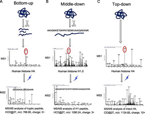 Proteomics Applications Chromatography Solutions Polylc