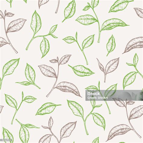 차 원활한 패턴 손으로 그린 차 잎 벡터 일러스트 빈티지 포장 디자인 각인 된 스타일 잎차에 대한 스톡 벡터 아트 및 기타