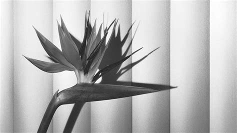 Erotic Blooms The Sex Appeal Of Flowers BBC Culture