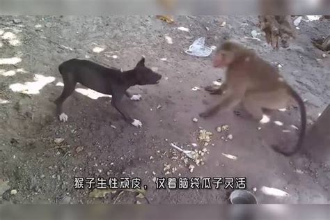 猴子把老外惹毛直接被丢进巨蜥池网友这下要遭殃了1 惹毛 网友 老外