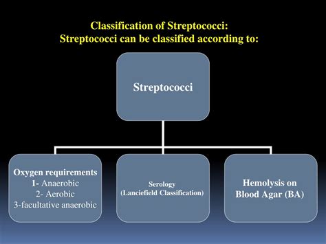 Ppt Ii Streptococci Powerpoint Presentation Free Download Id 329913