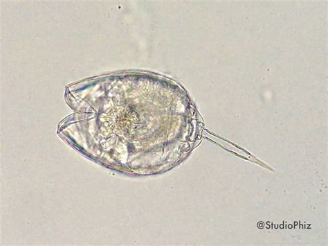エナガワムシ エビ水槽のチビたん