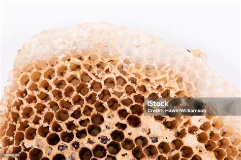 밀랍을 사용한 구조와 디자인을 보여주는 꿀벌과 용암이 있는 천연 벌집 비즈왁스랩에 대한 스톡 사진 및 기타 이미지 비즈왁스랩 The Rainforest