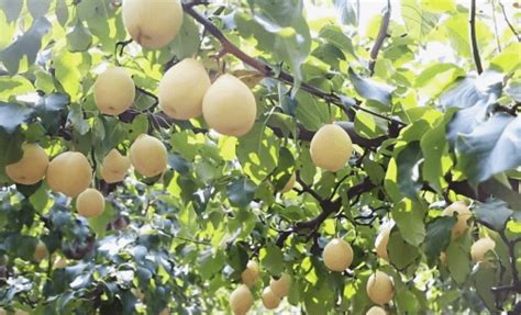 魏县总工会：劳模为农民增收致富“添翼” 种植 技术 鸭梨