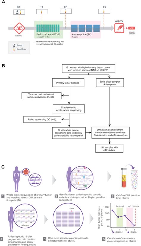 Circulating Tumor Dna In Neoadjuvant Treated Breast Cancer Reflects Response And Survival