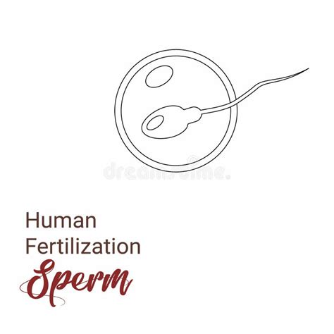 Minimalist Human Sperm Cell Ovum Fertilization Natural Fertilization Sperm Vector Line Icon
