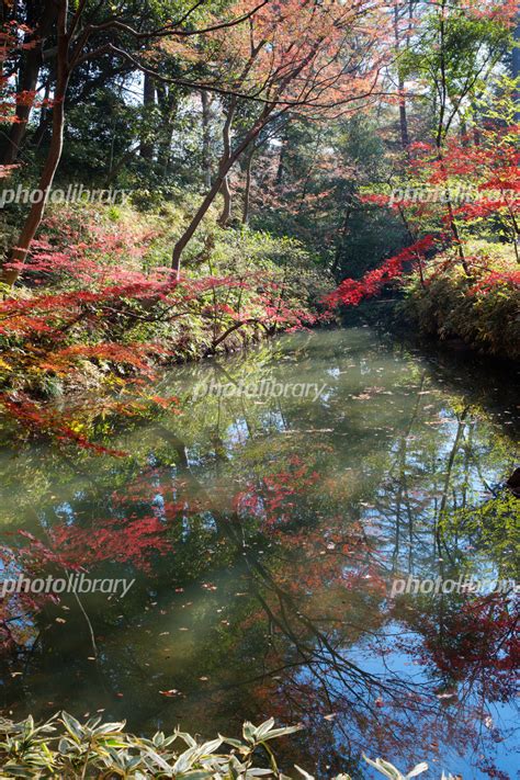 六義園の林の紅葉と水辺の景観 せん渓流 写真素材 5816456 フォトライブラリー Photolibrary