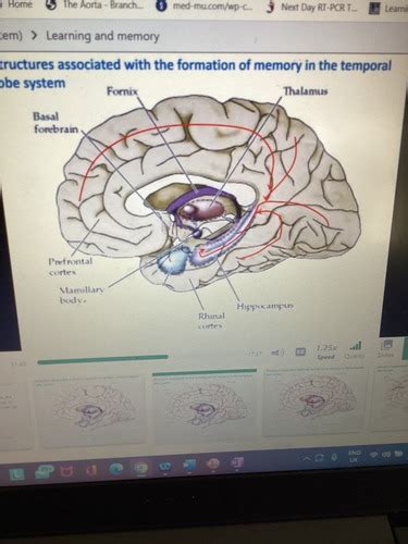 Learning And Memory Flashcards Quizlet