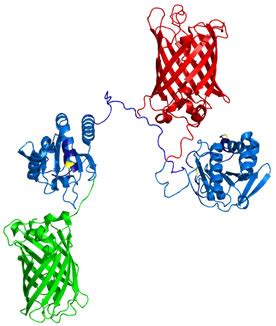 Redox Biology In Human Disease Hadley D Sikes Lab