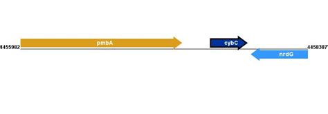 Figure Courtesy Of RegulonDB