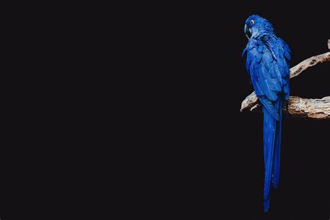 parrot linux wallpapers top free parrot linux backgrounds