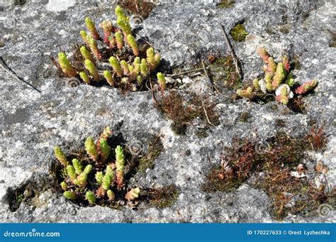 Stonecrop Sedum Acre Grows In The Wild Stock Image Image Of Leaf