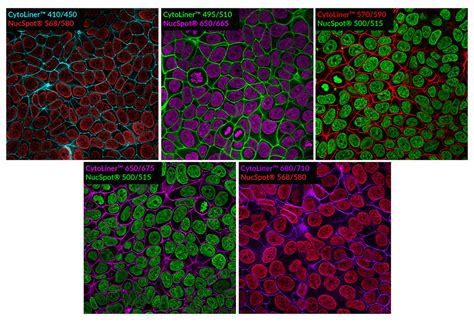 Cytoliner™ Fixed Cell Membrane Stains Biotium