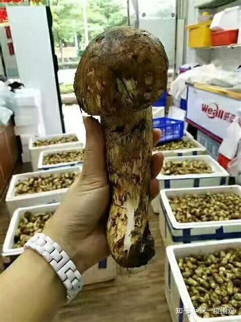 松茸一种可以作为贡品的蘑菇 知乎