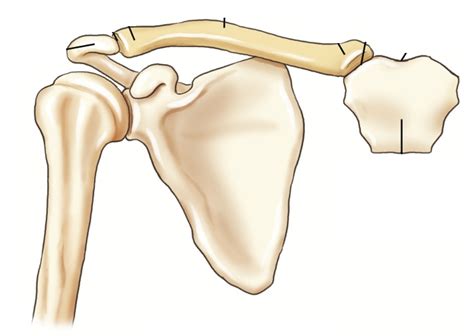 Clavicle Frontal View Diagram Quizlet