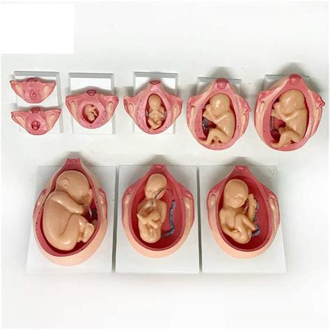 Study Model Development Process Of Anatomical Fetal Pregnancy Model