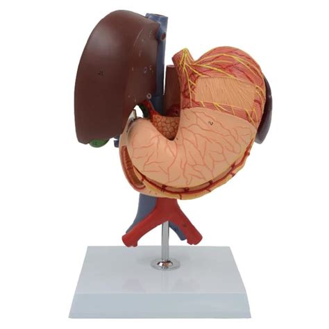 Human Anatomical Model Human Stomach Liver Nepal Ubuy