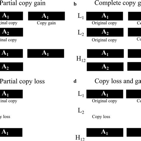 Schematic Representation Of Copy Number Variation Considering One Gene