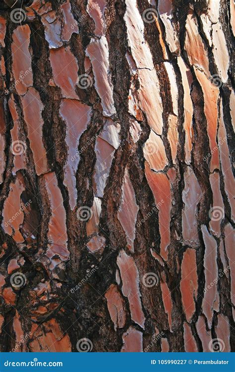 Light Falling Rust Coloured Bark Pine Tree Stock Photos Free Royalty Free Stock Photos From