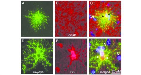 Oxi γ Syn Positive Cells With Long Processes Are Identified As Download Scientific Diagram